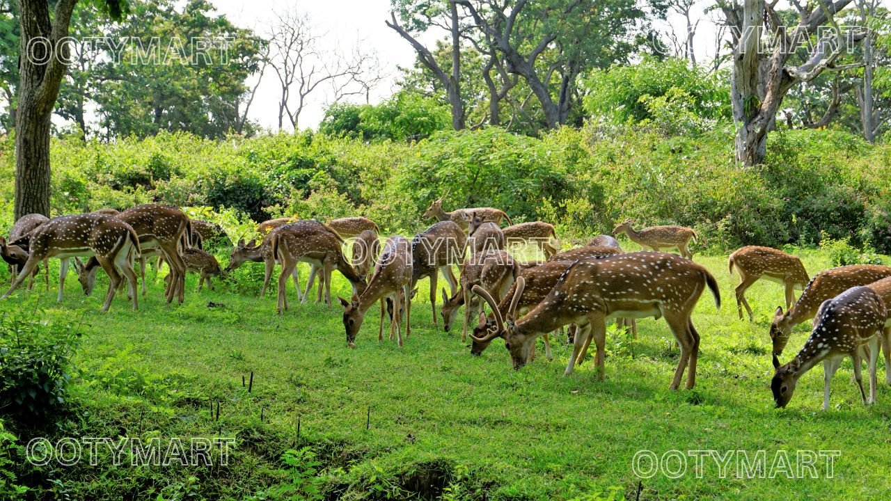 Exploring the Tranquil Beauty of Deer Park, Ooty: A Must-Visit Wildlife ...